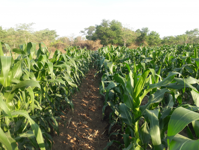 The Impact of Farmer Input Support Programme Reform on Crop ...