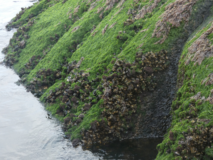 Researchers explore the "Mussel Miracle" - the rise of Chilean ...
