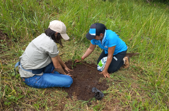 A green infrastructure pilot activity aims to restore riverbank forests ...